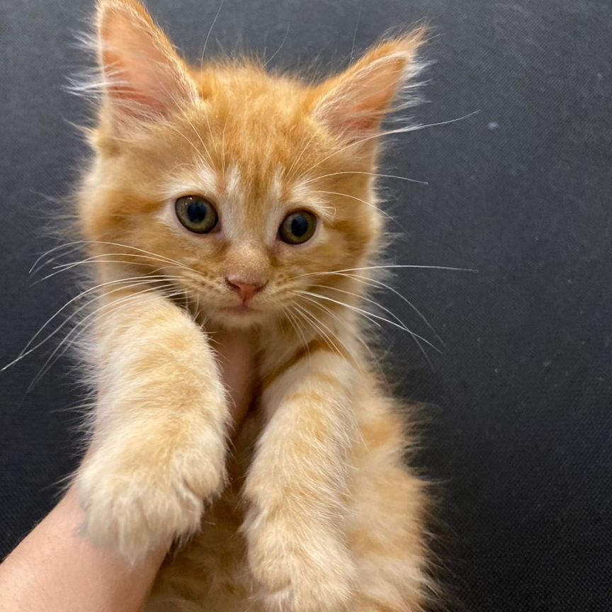 Котята мейн-кун