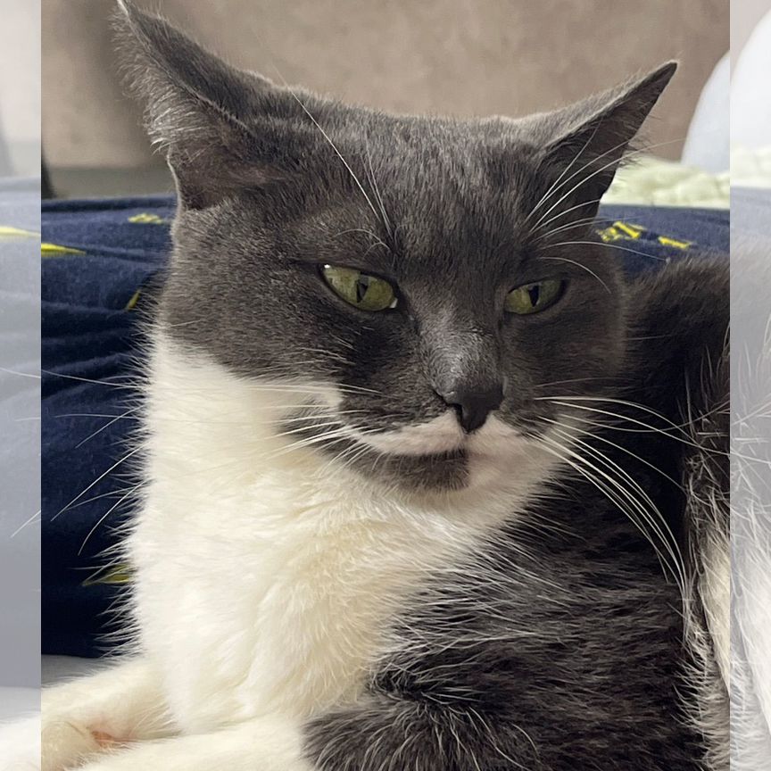 Взрослая, кошка в добрые руки