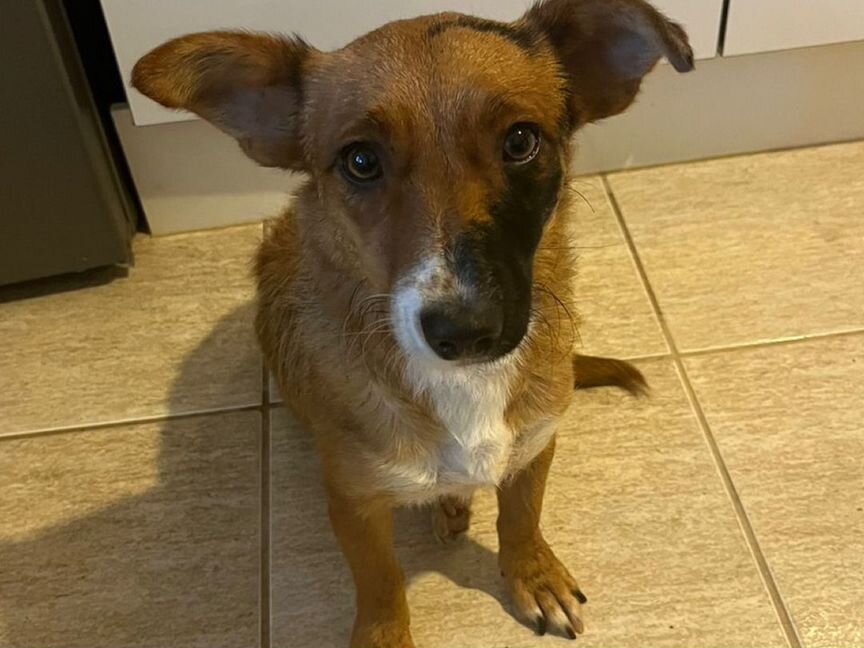 Маленькая собака с необычным окрасом в добрые руки