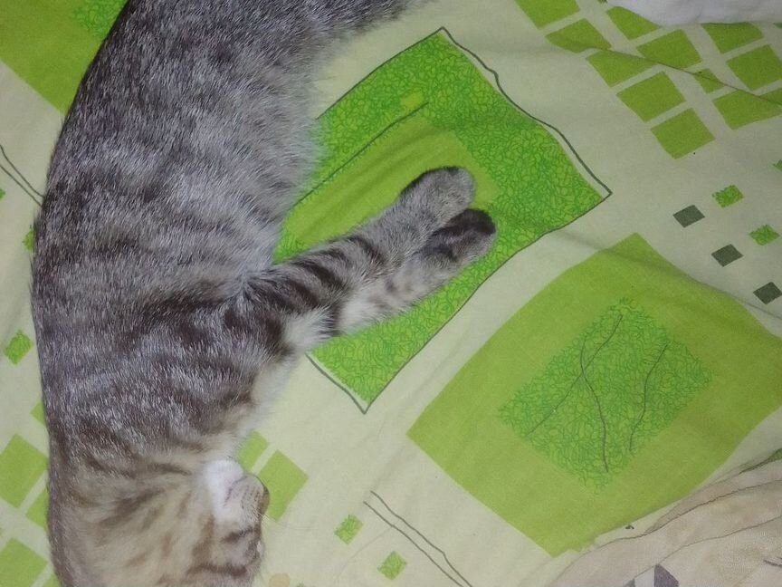 Кошка Мара в добрые руки