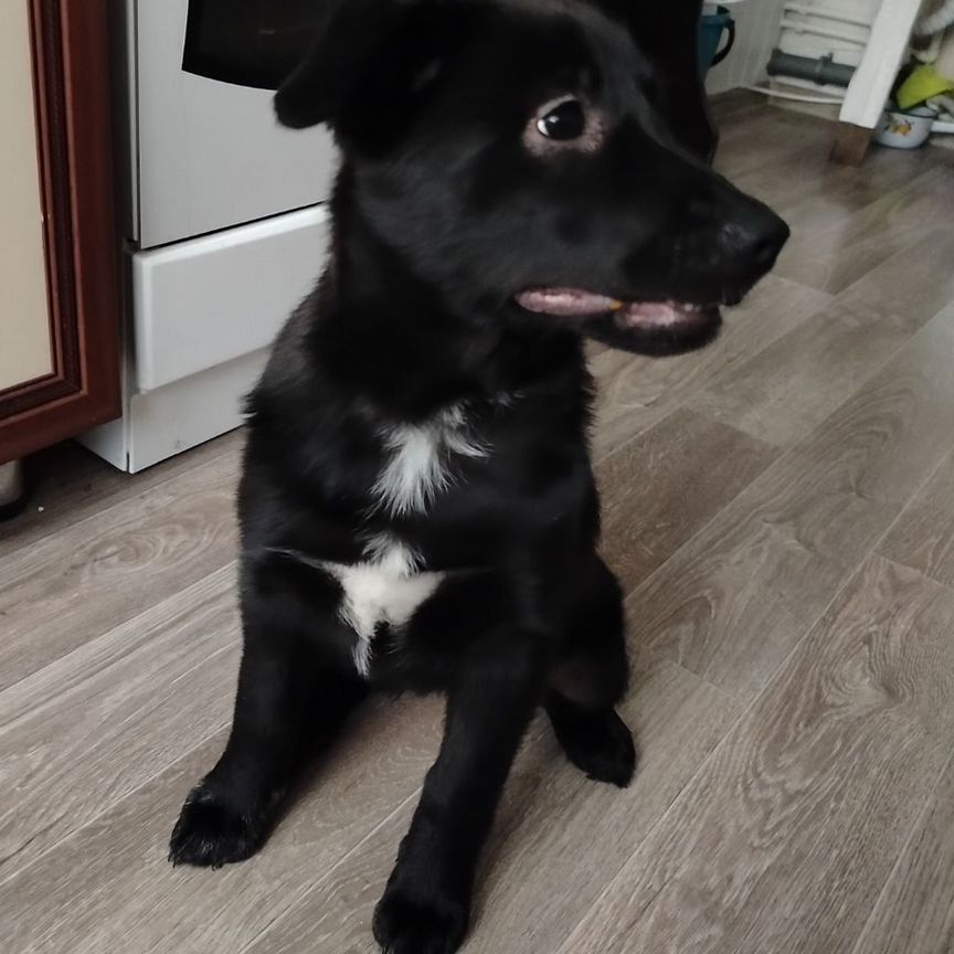 Щенок в добрые руки