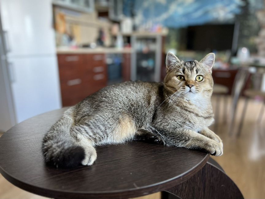 Шотландская кошка ждет кота