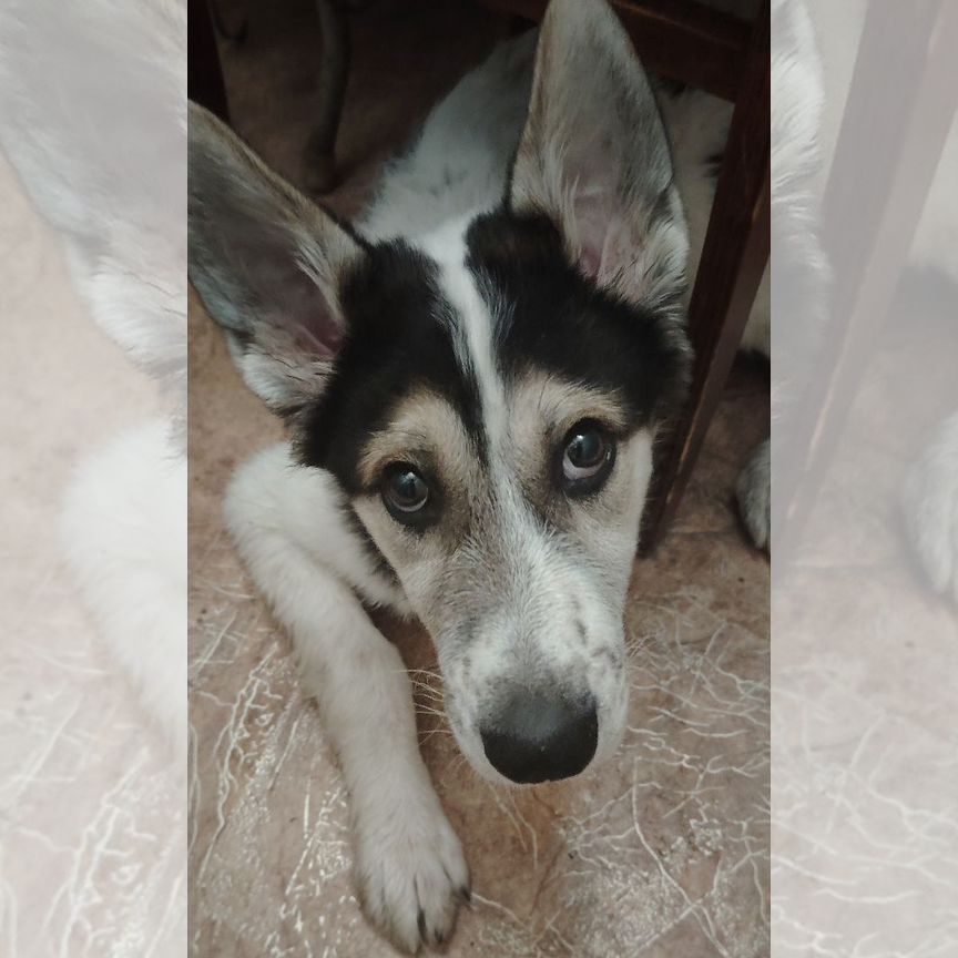 Щенок в добрые руки