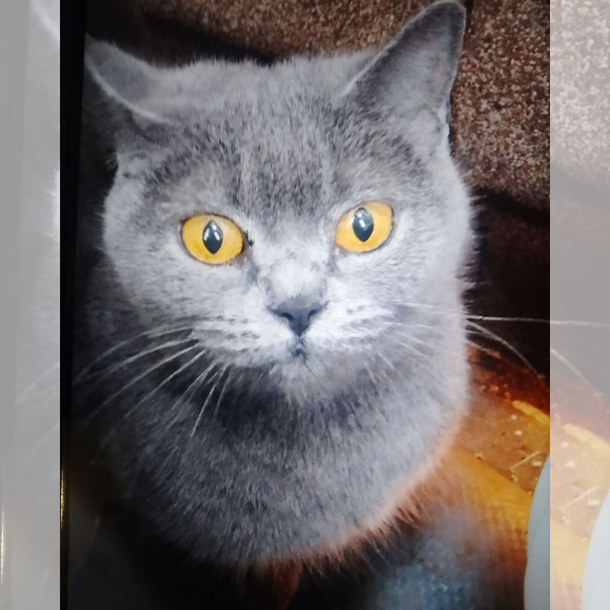 Молодая кошечка в добрые руки