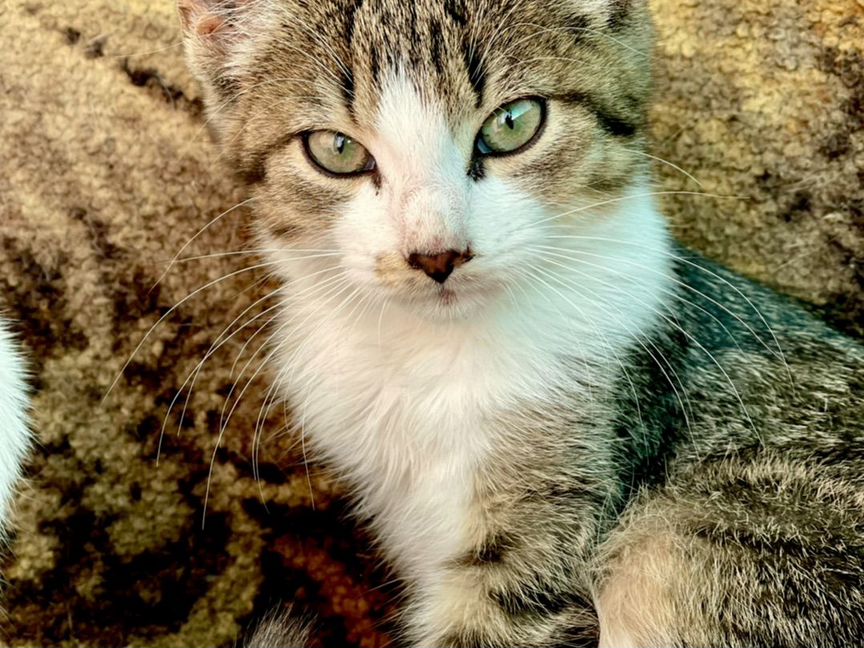 Отдам котенка в добрые руки