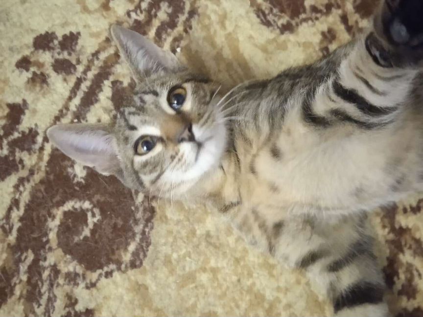 Котёнок ищет дом