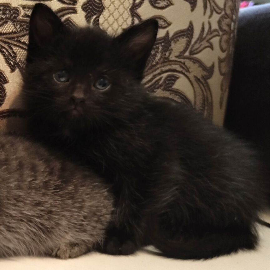 Котёнок мальчик в добрые руки