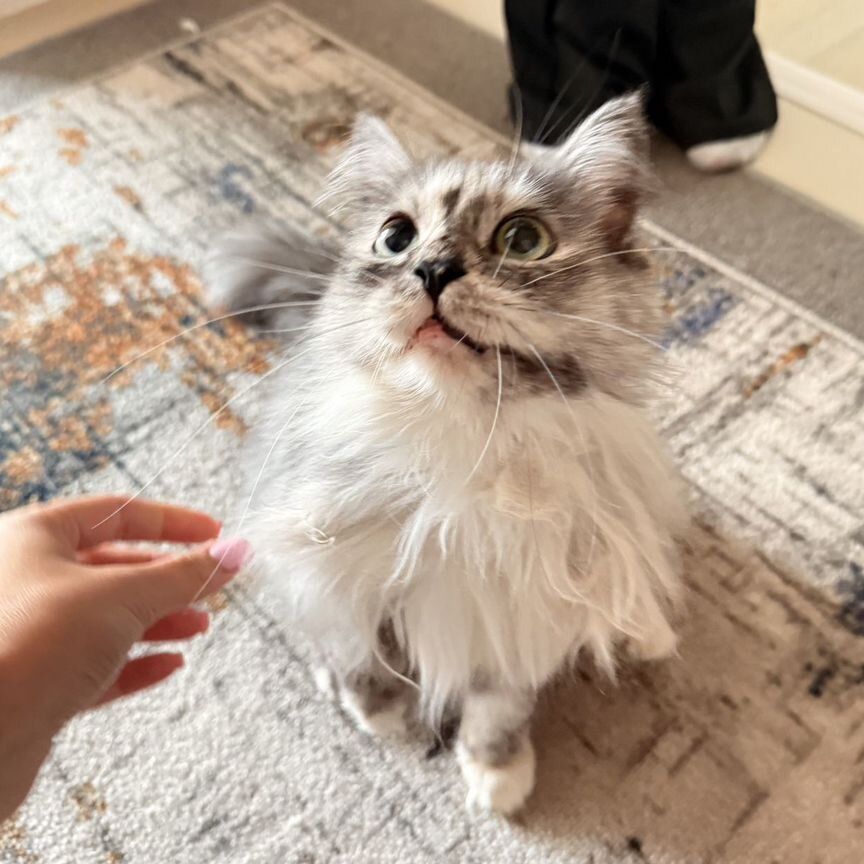 Кошки в добрые руки бесплатно девочка