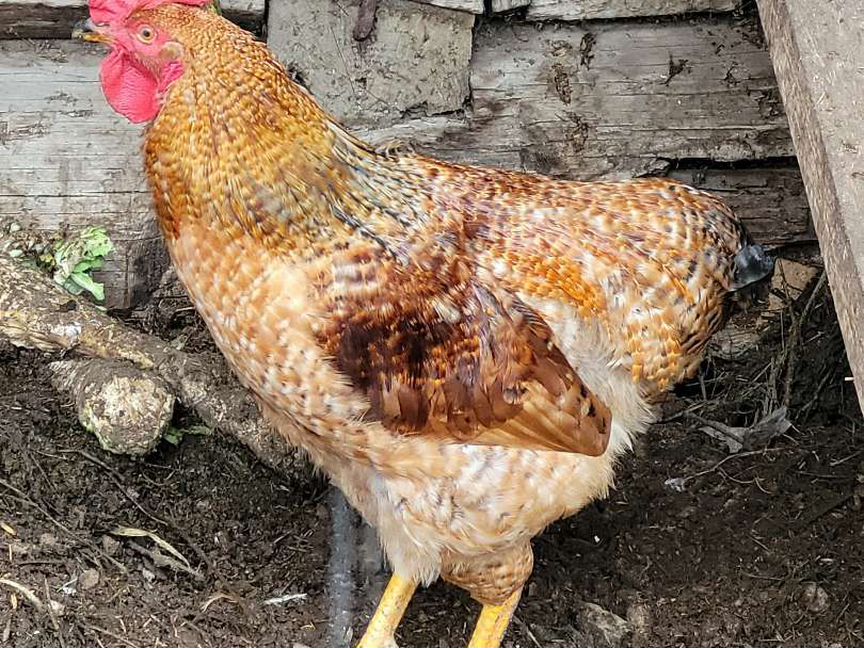 Петух молодой, 6 мес