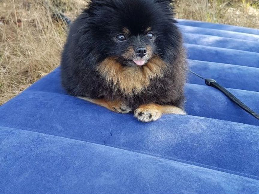 Шпиц мини бесплатно в добрые руки