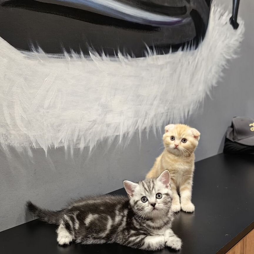 Шотландский вислоухий короткошёрстный котёнок