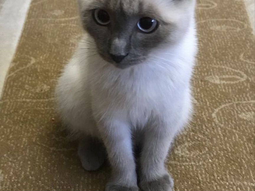 Британские котёнок шесть месяцев