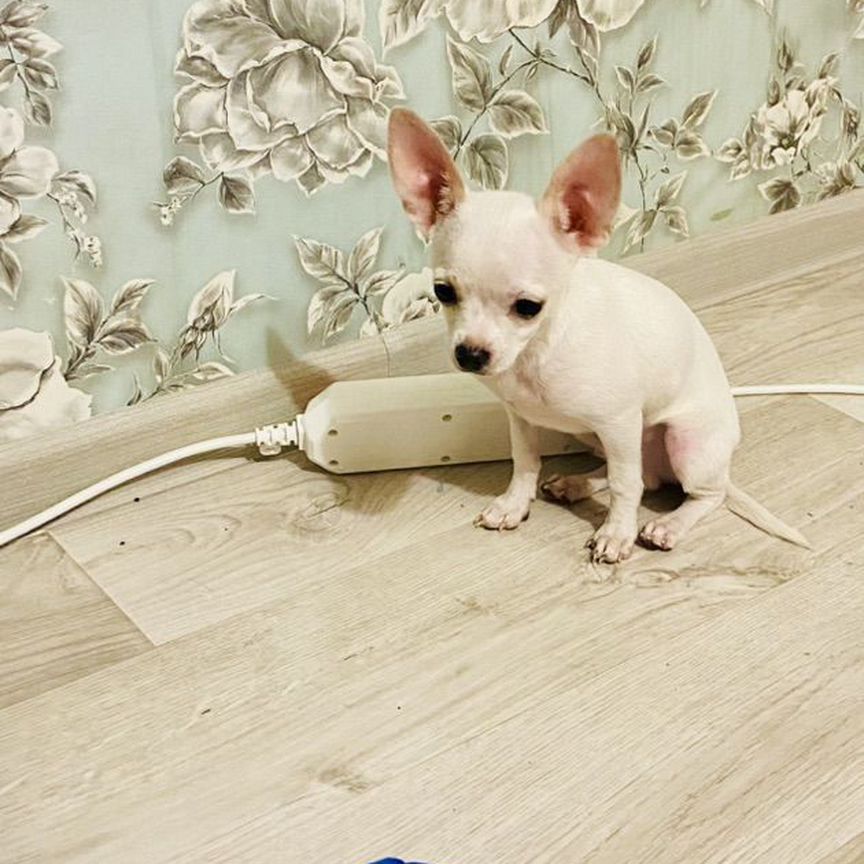 Чихуахуа мелкий стандарт