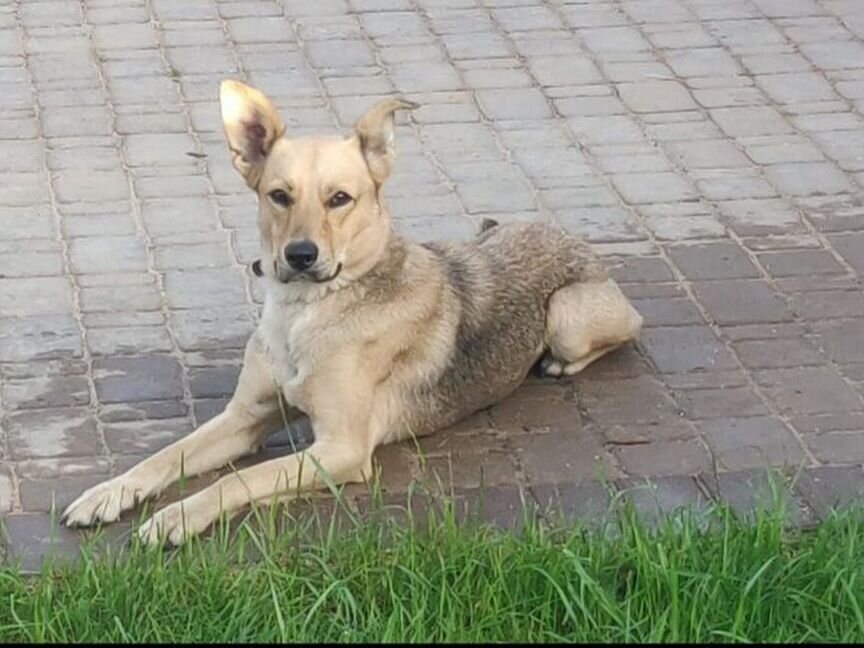 Собака Злата