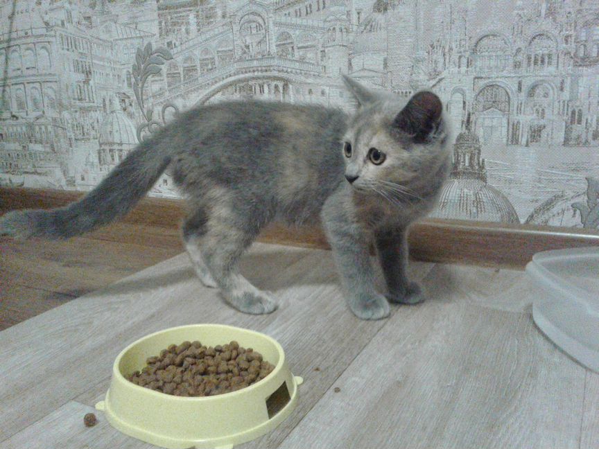 Котенок серо-бежевого окраса (мальчик)