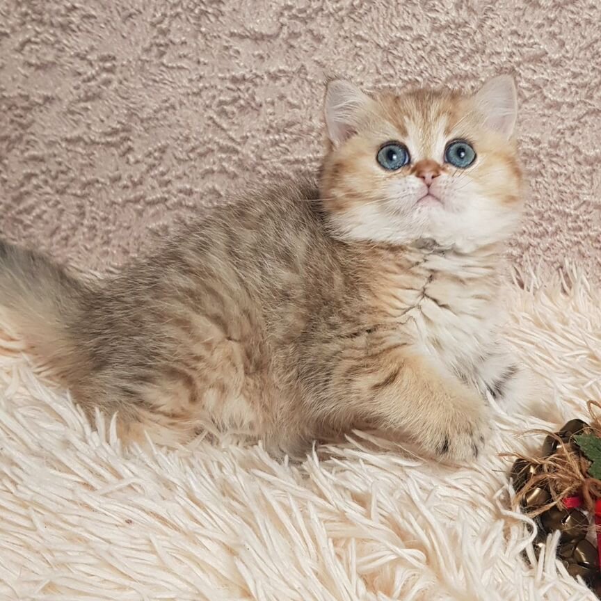 Шотландский котёнок