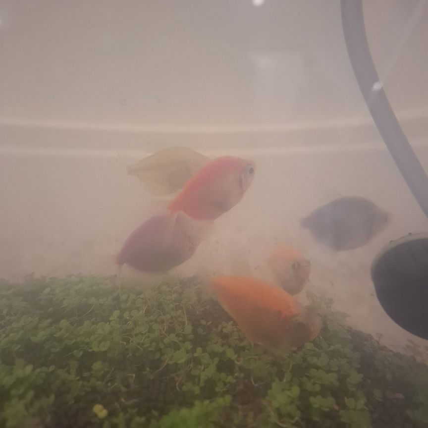 Живая рыба тернеции