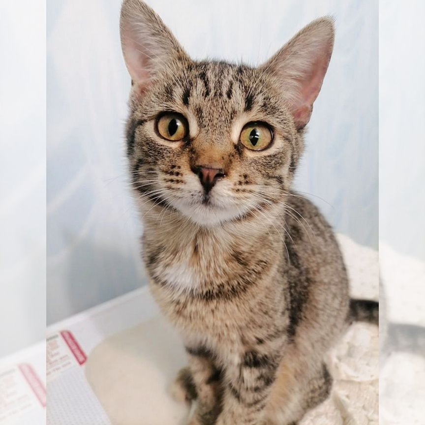 Котята 6-7 месяцев