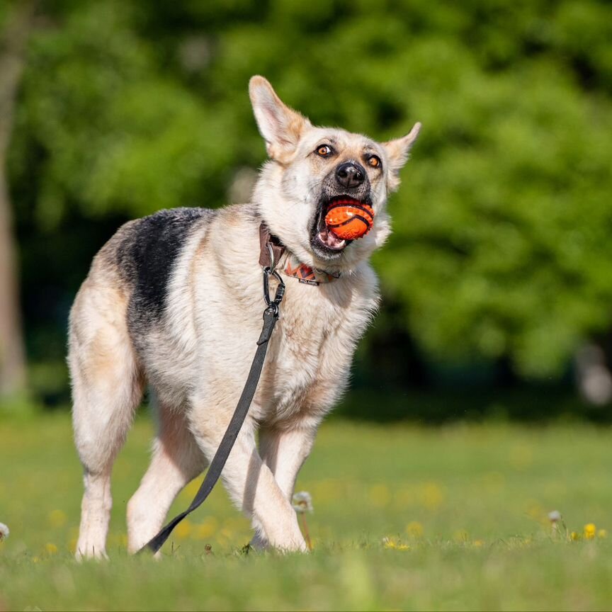 Собака в добрые руки