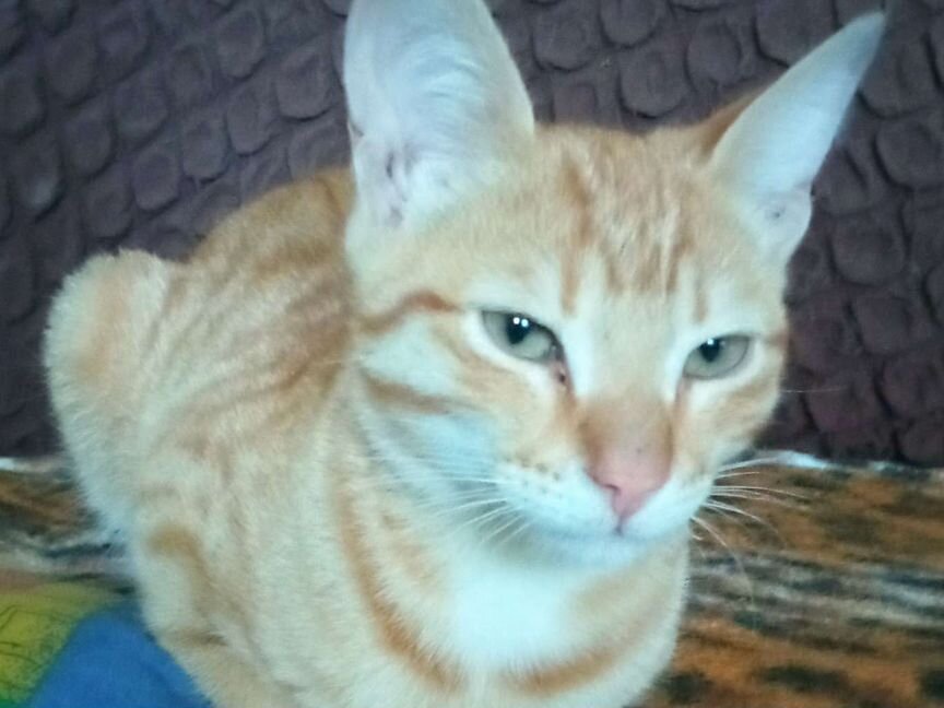 Котик подросток, кастрирован