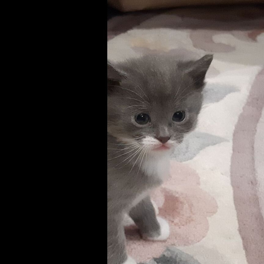 Британские котята