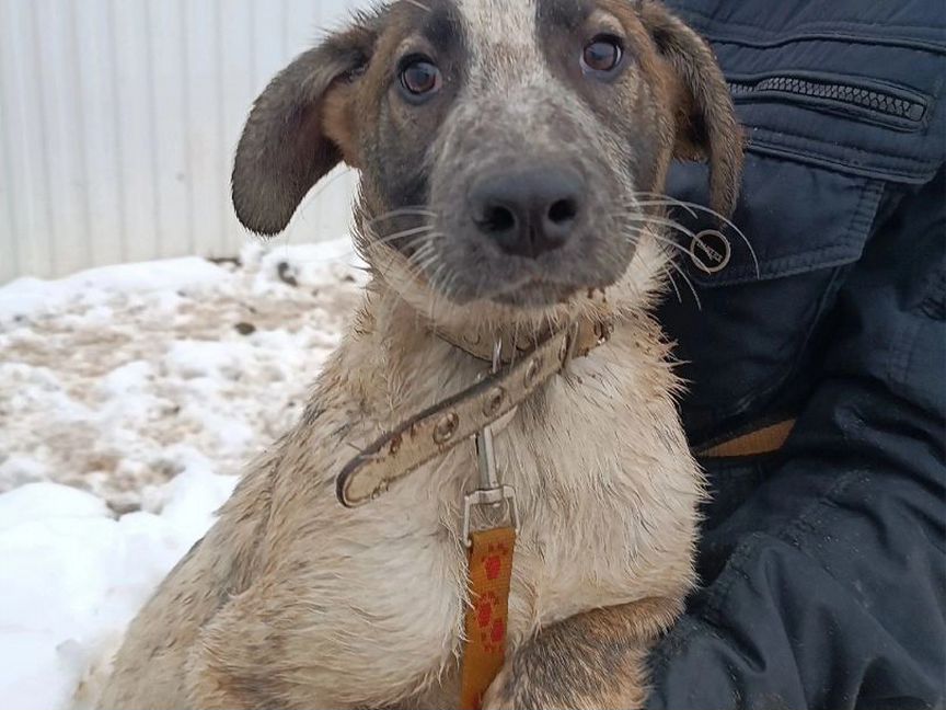 Султан пока малыш