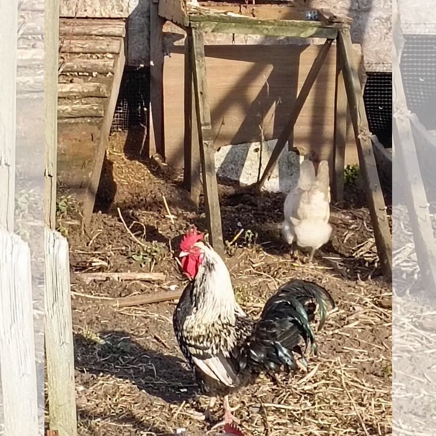 Петух Павловский 2 года доставка куры