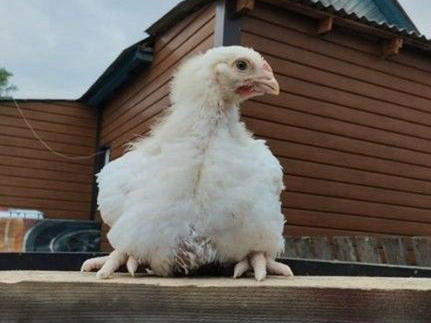 Домашняя птица