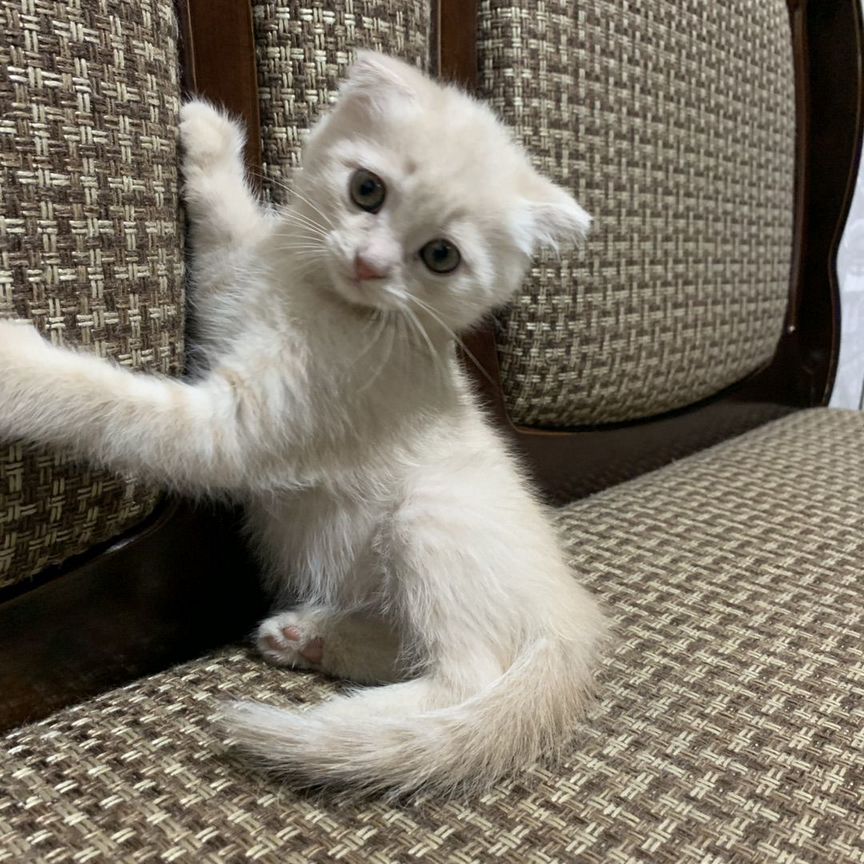 Котенок, девочка, вислоухая