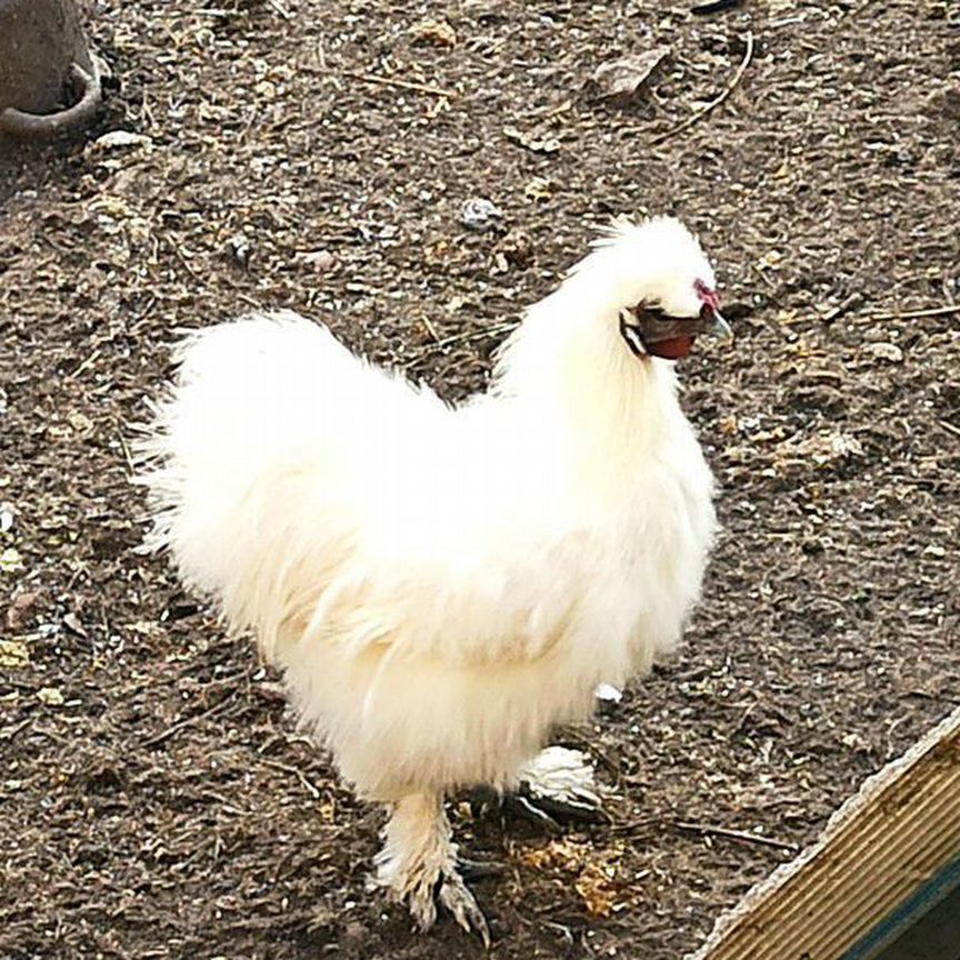 Петух китайский шелковый