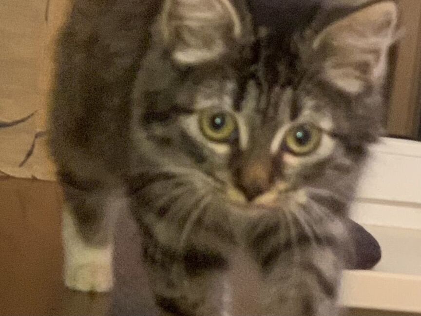 Котенок