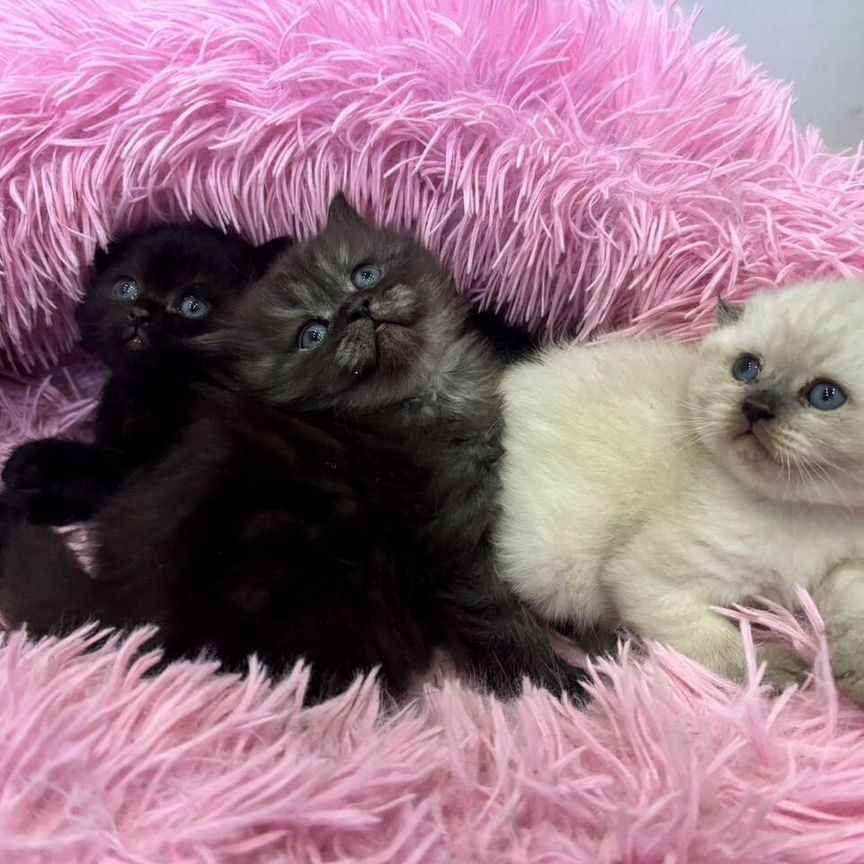 Шотландские котята