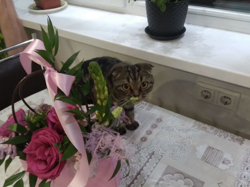 Вислоухая кошечка Рыся