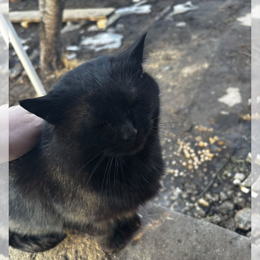 Взрослая, кошка в добрые руки