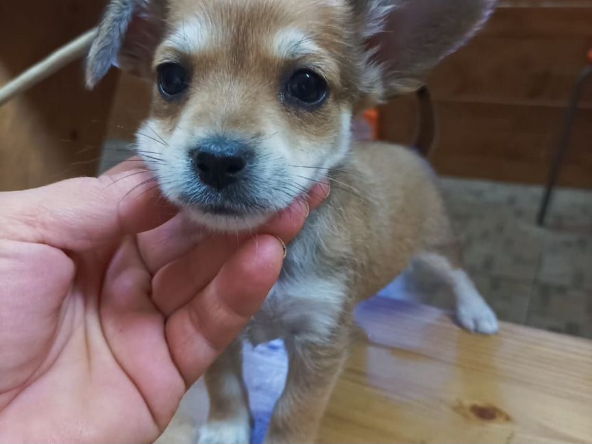 Декоративные щеночки