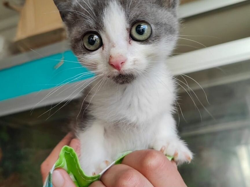 Малыш котенок Чижик в дар из приюта