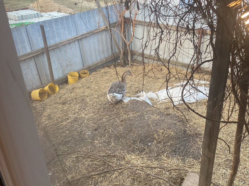 Инкубационное яйцо гусей