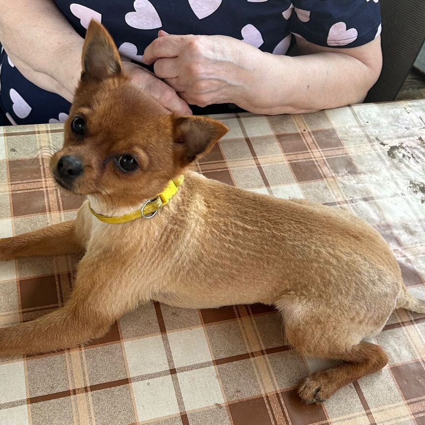 Жених ищет невесту