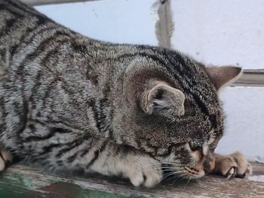 Котенок в добрые руки