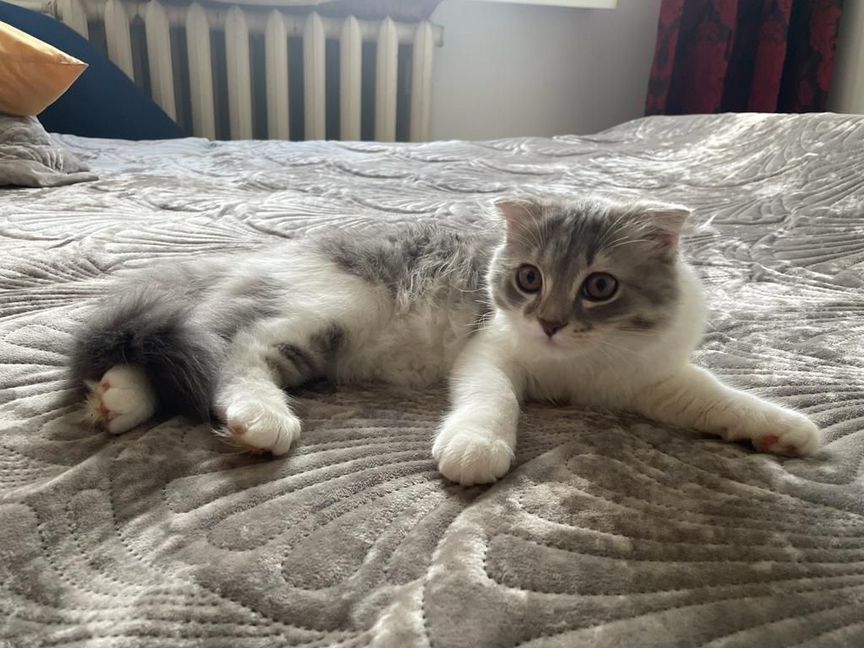 Котенку-девочке нужен новый дом