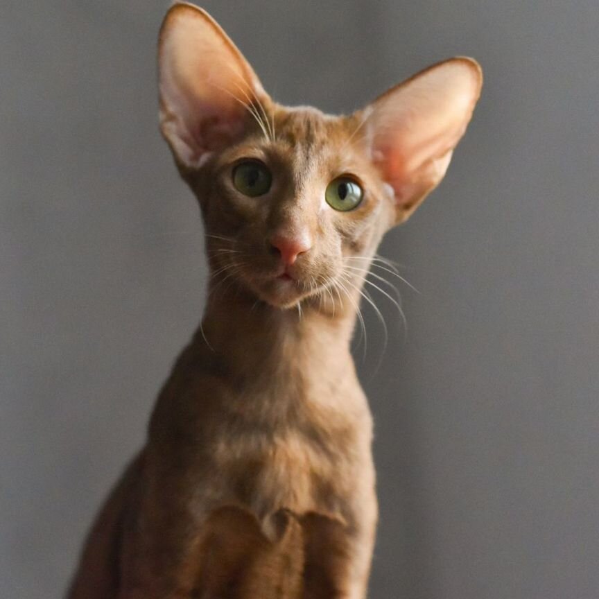 Цинамон девочка ориентальной породы