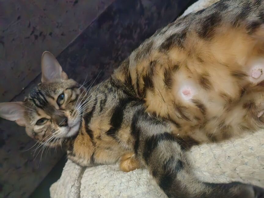 Домашние животные котята