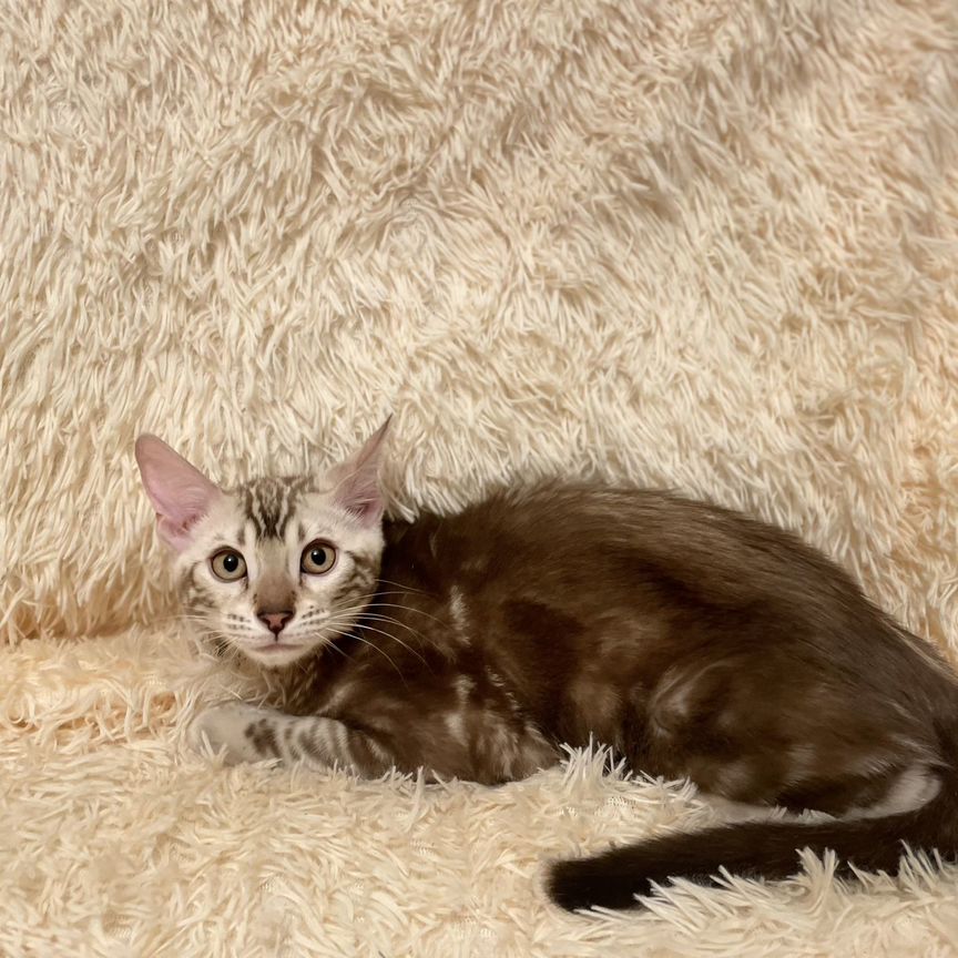 Бенгальские котята Москва