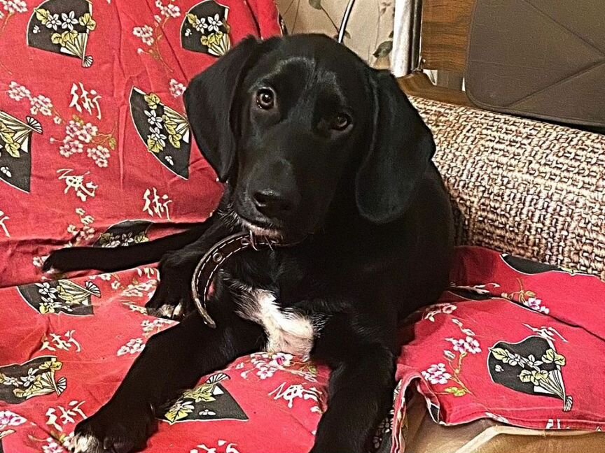 Собака в добрые руки