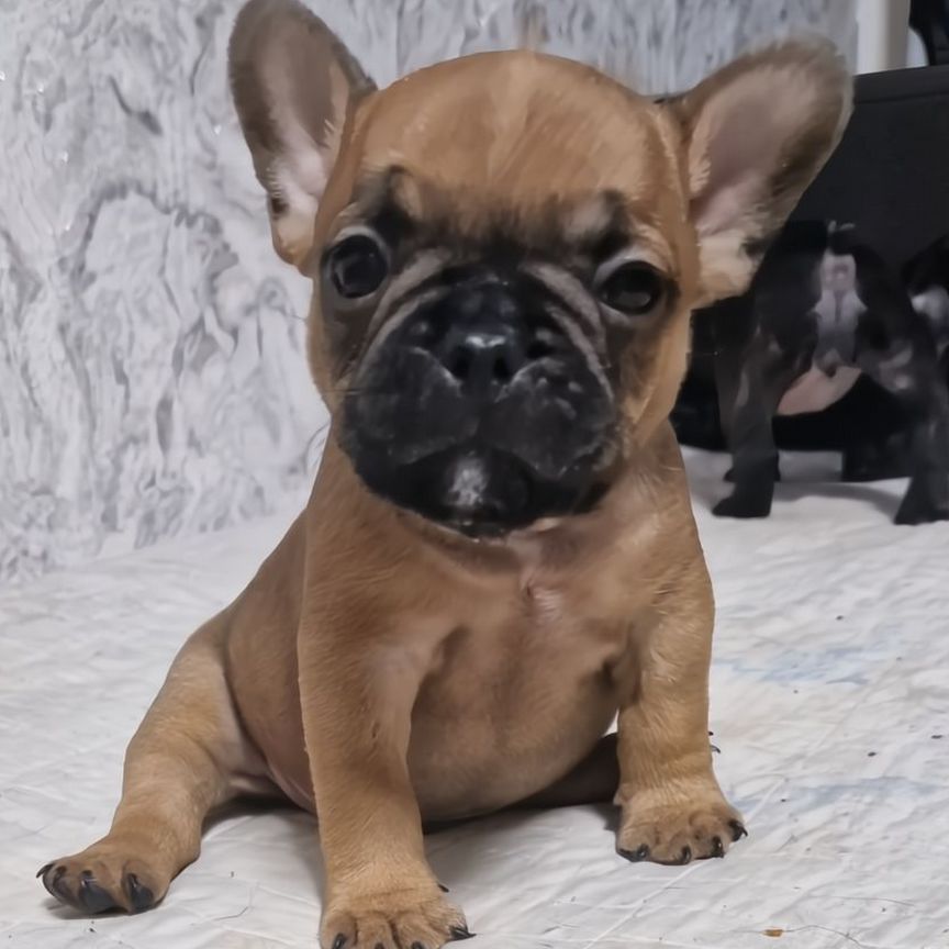 Французский бульдог, щенок