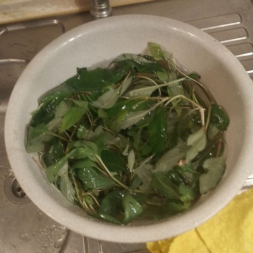 Аквариумные растения прополка отдам