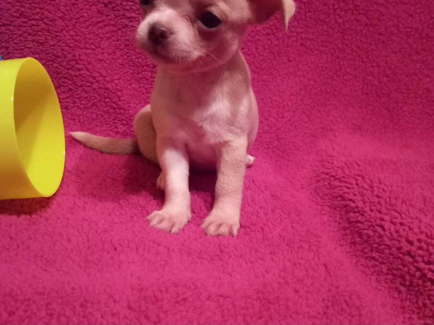 Щенки чихуахуа миники