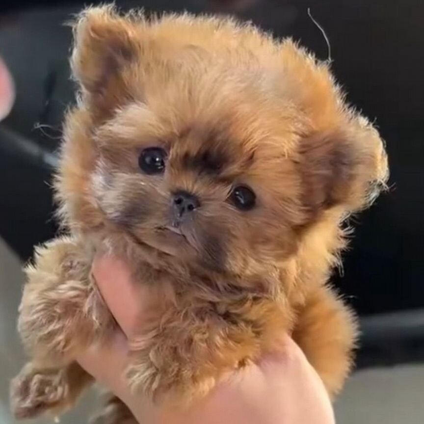 Мальтипу, щенок