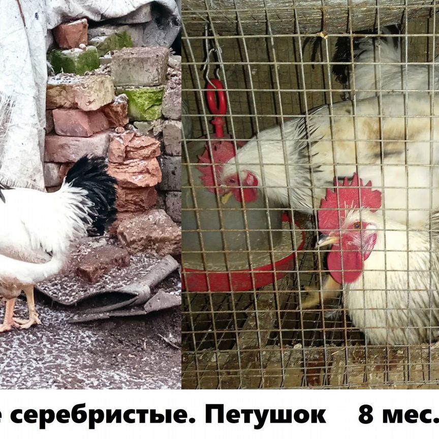 Молодой петух Адлерское серебро