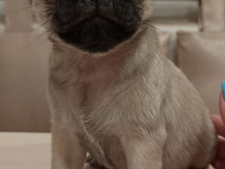 Мопсик щенок